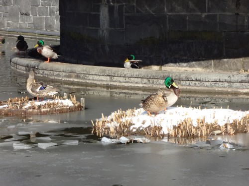 Polar ducks | The Greer Journal