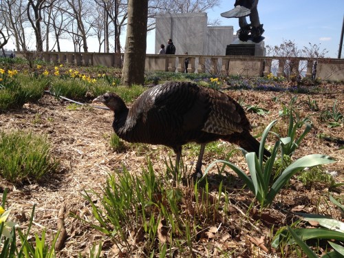 Zelda the mythical turkey exemplifies the sad state of newspapers today ...