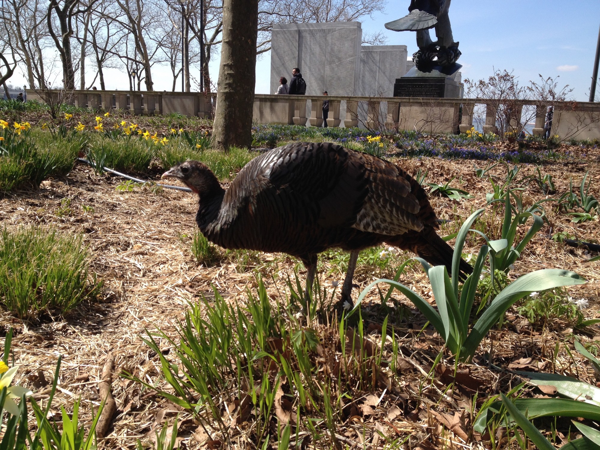 Zelda the mythical turkey exemplifies the sad state of newspapers today ...