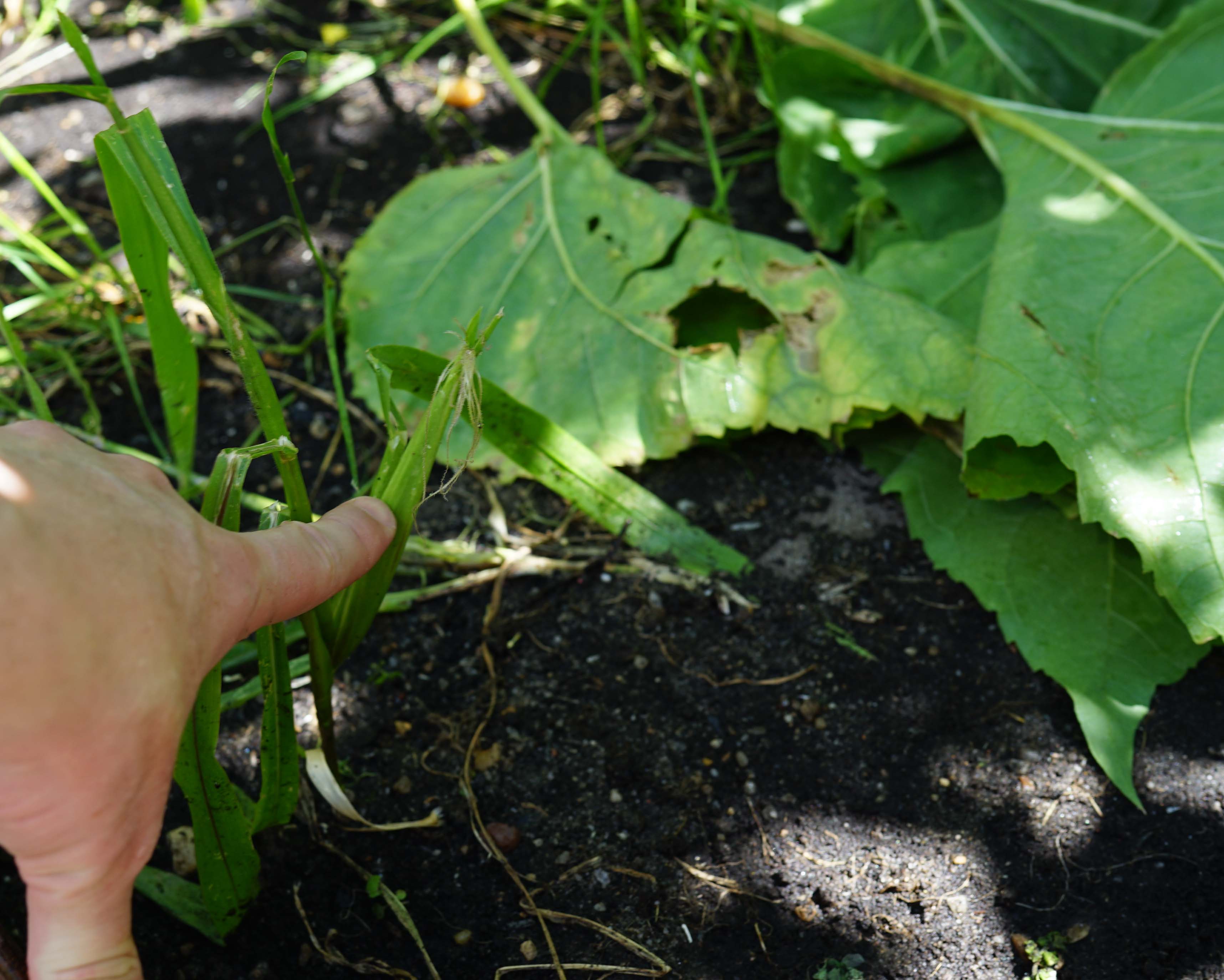 The world’s smallest ear of corn? | The Greer Journal