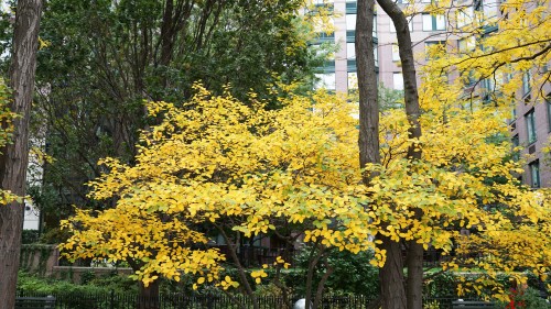 Honey locusts of South Cove turning yellow | The Greer Journal