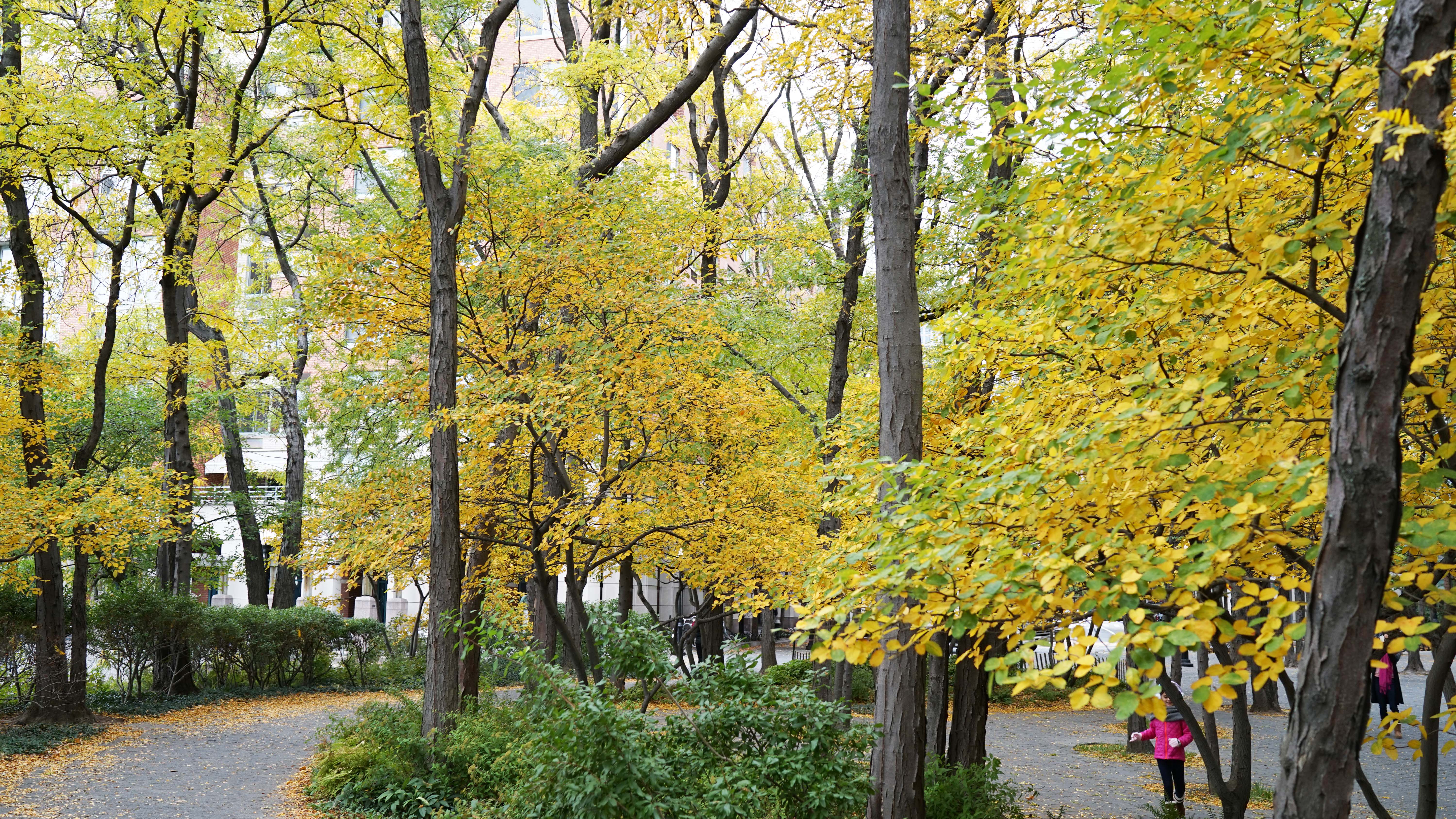 Honey locusts of South Cove turning yellow | The Greer Journal