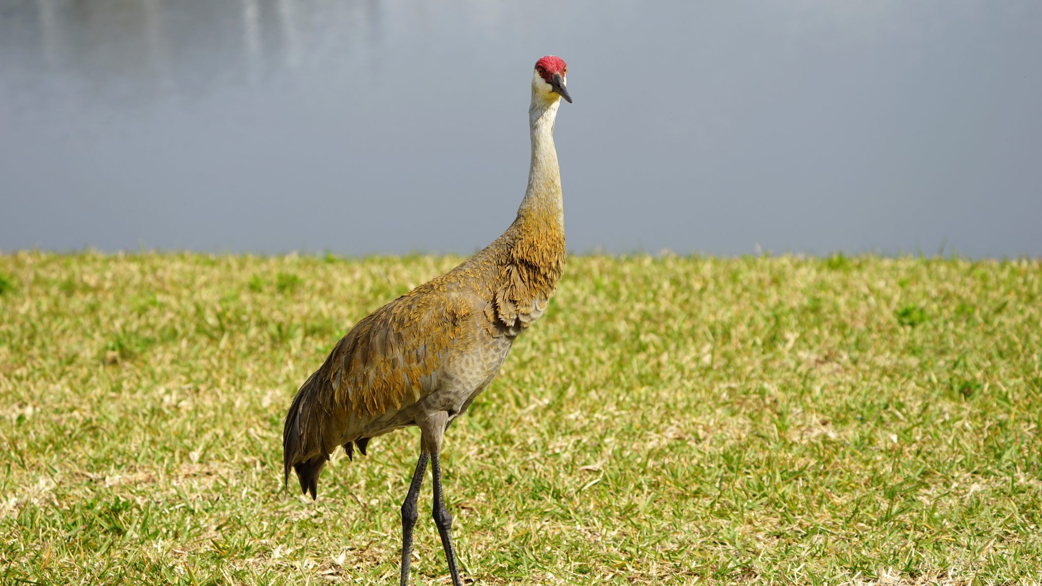 The Birds of Lake Greer | The Greer Journal